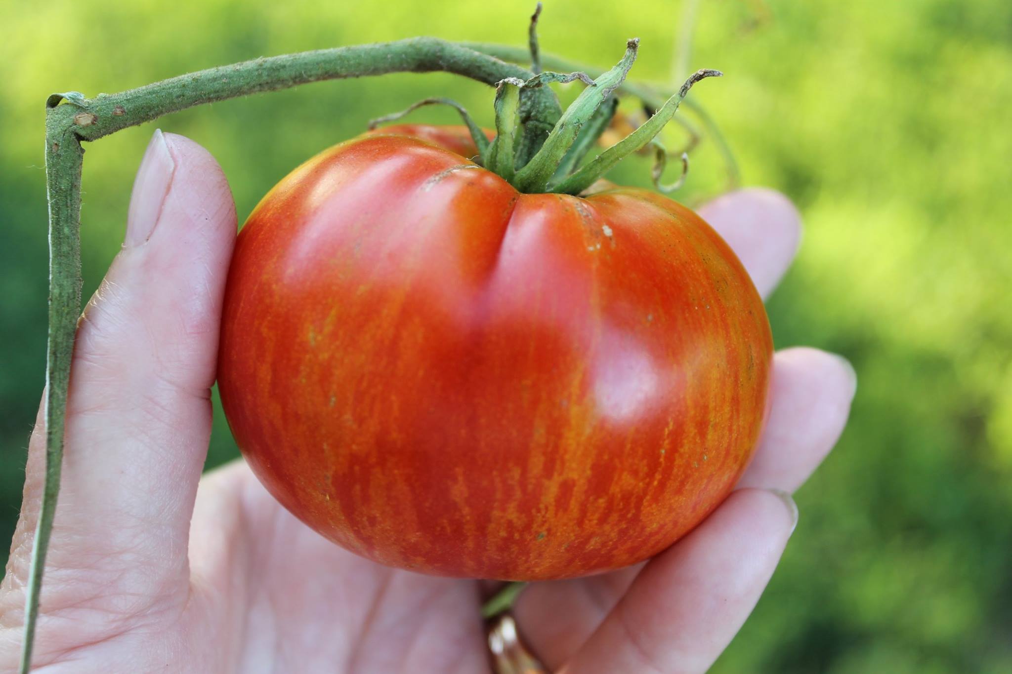 Vegetable Varieties – Elk River Farm